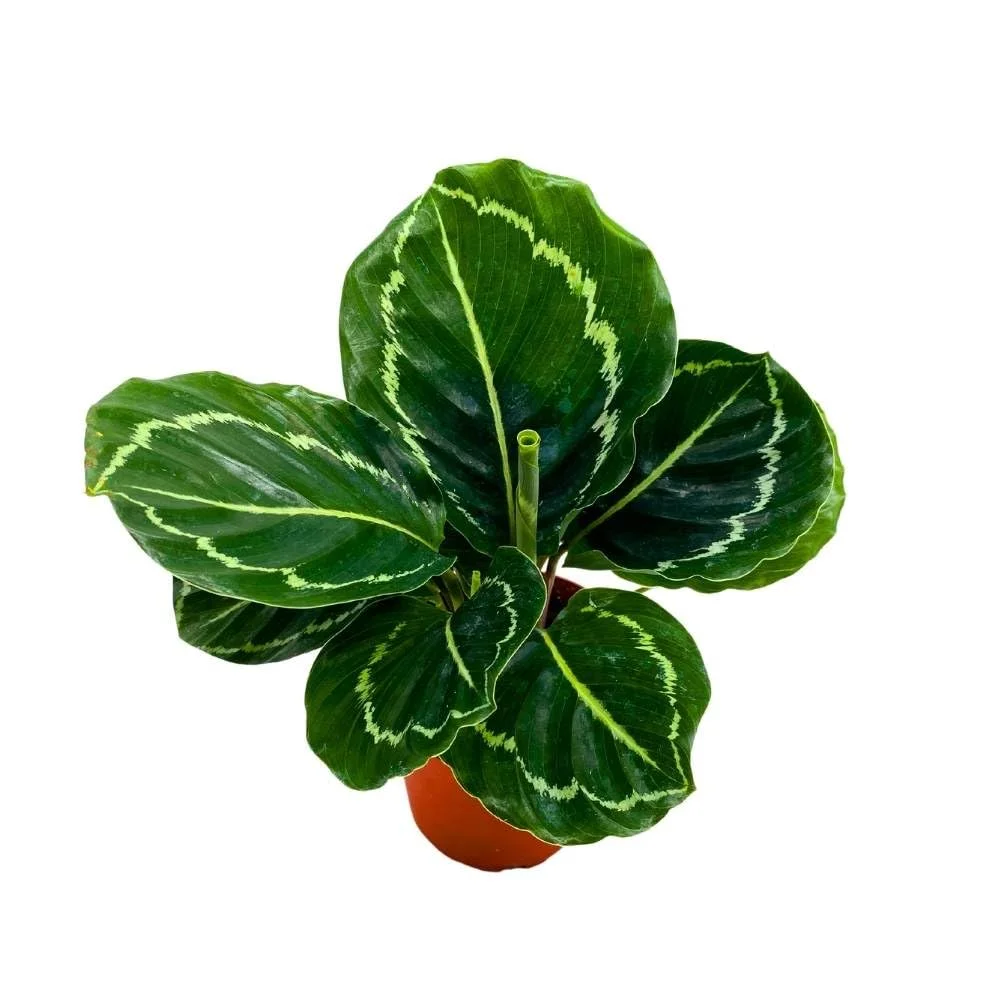 Calathea 'Green Goddess' – The Kushnote Paper Company