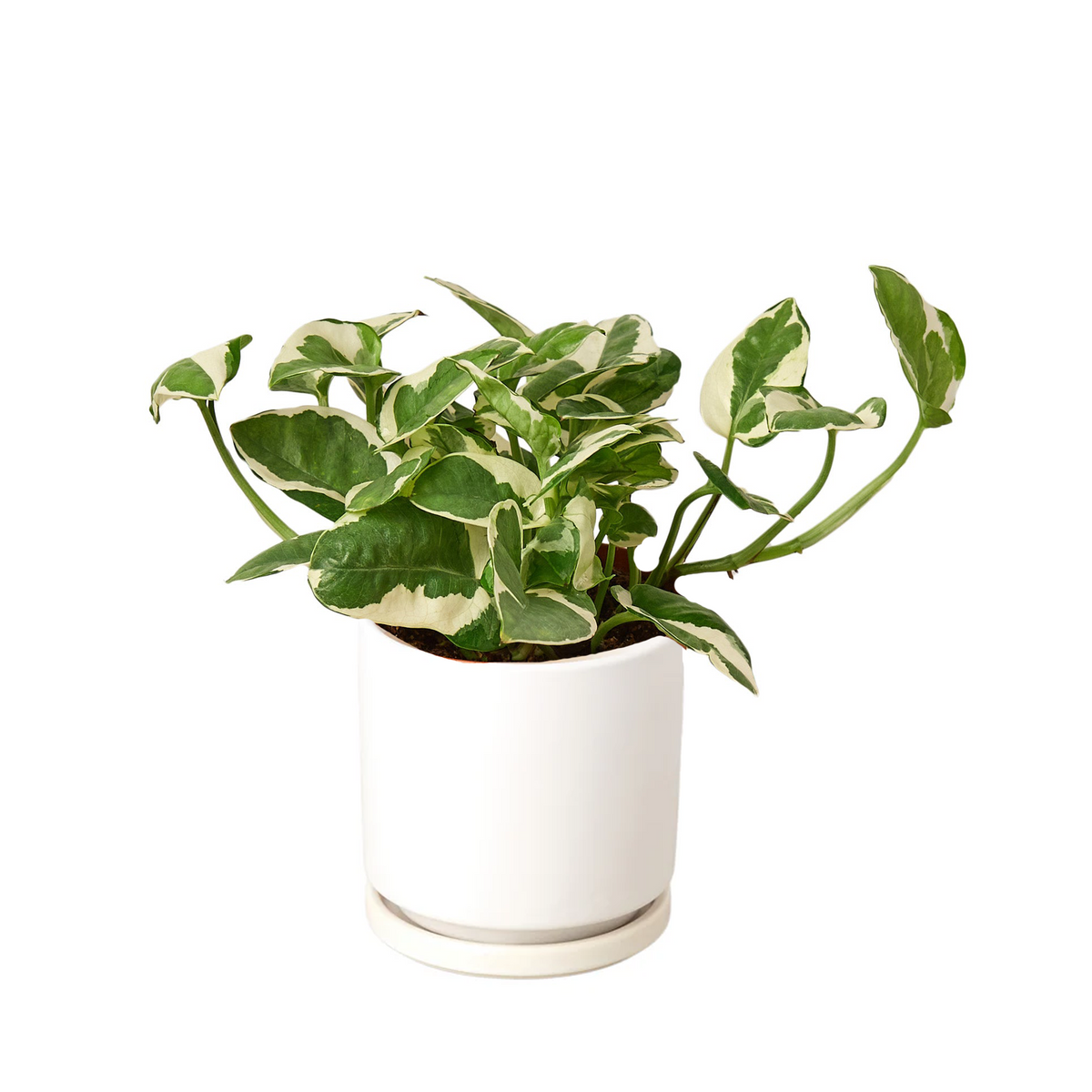 Pothos 'N'joy' – The Kushnote Paper Company